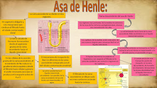 fisiologia basica medica patricia salazar: asa de Henle