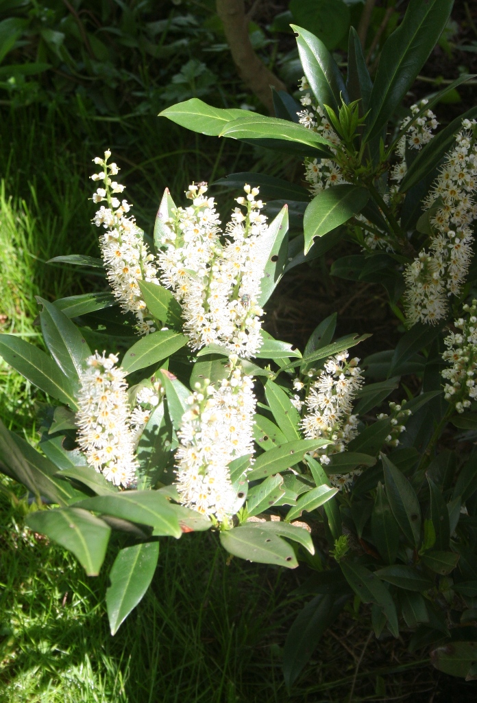 Our Garden Journal: The "Comeback Kids": Dwarf Cherry Laurel