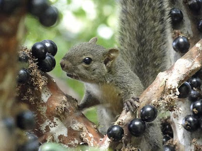 Sarzedo Ecologia: Caxinguelê: o esquilo brasileiro