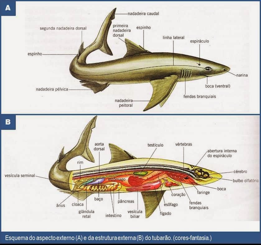 Aventuras com Cristo: ESPECIALIDADE DE TUBARÕES