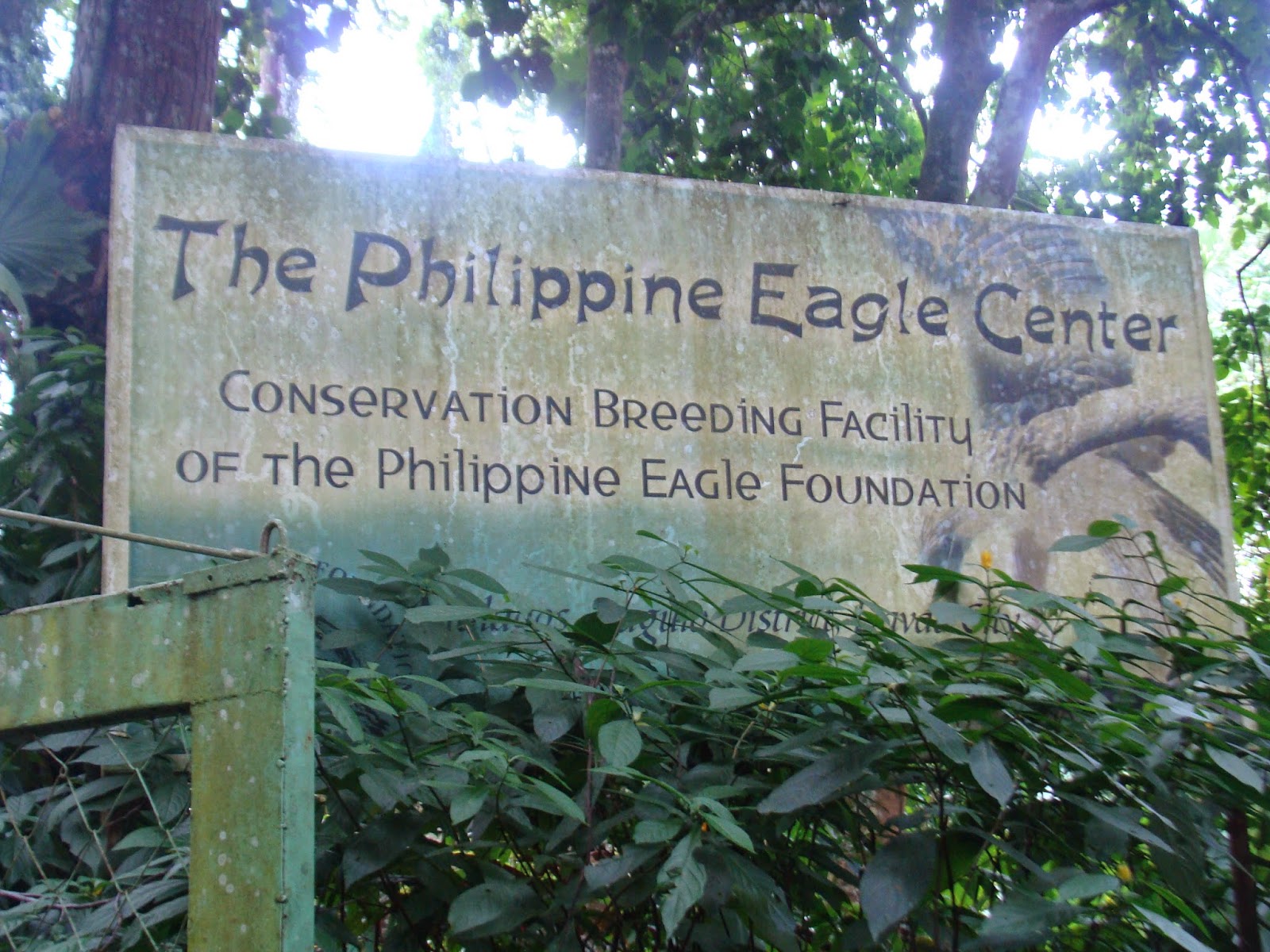 Ms. Jhessy Wandering Free: Davao Philippine Eagle Center