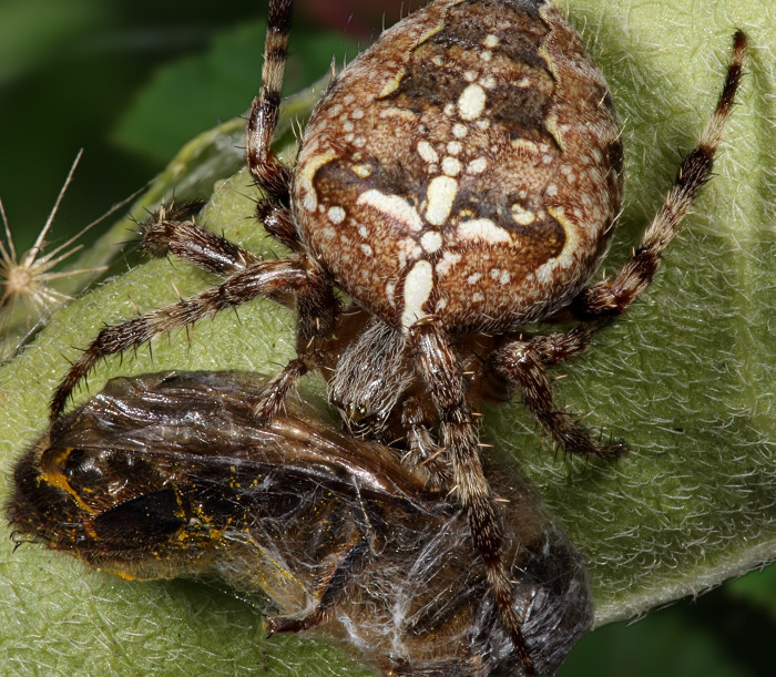 Nature photography with magnification: Time for spiders