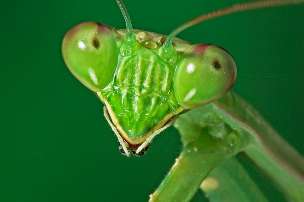 El Blog de Gustavo Arango: La mantis religiosa
