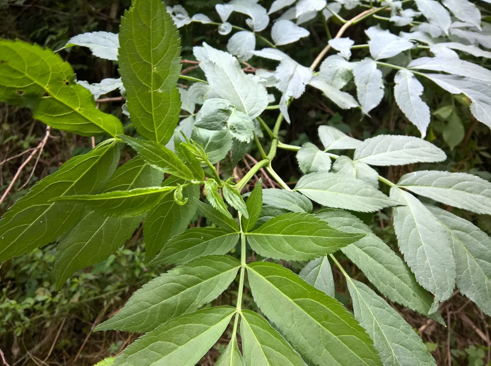 Coltivazione del Sambuco (Sambucus nigra), Dove Cresce? | Il Gusto ...