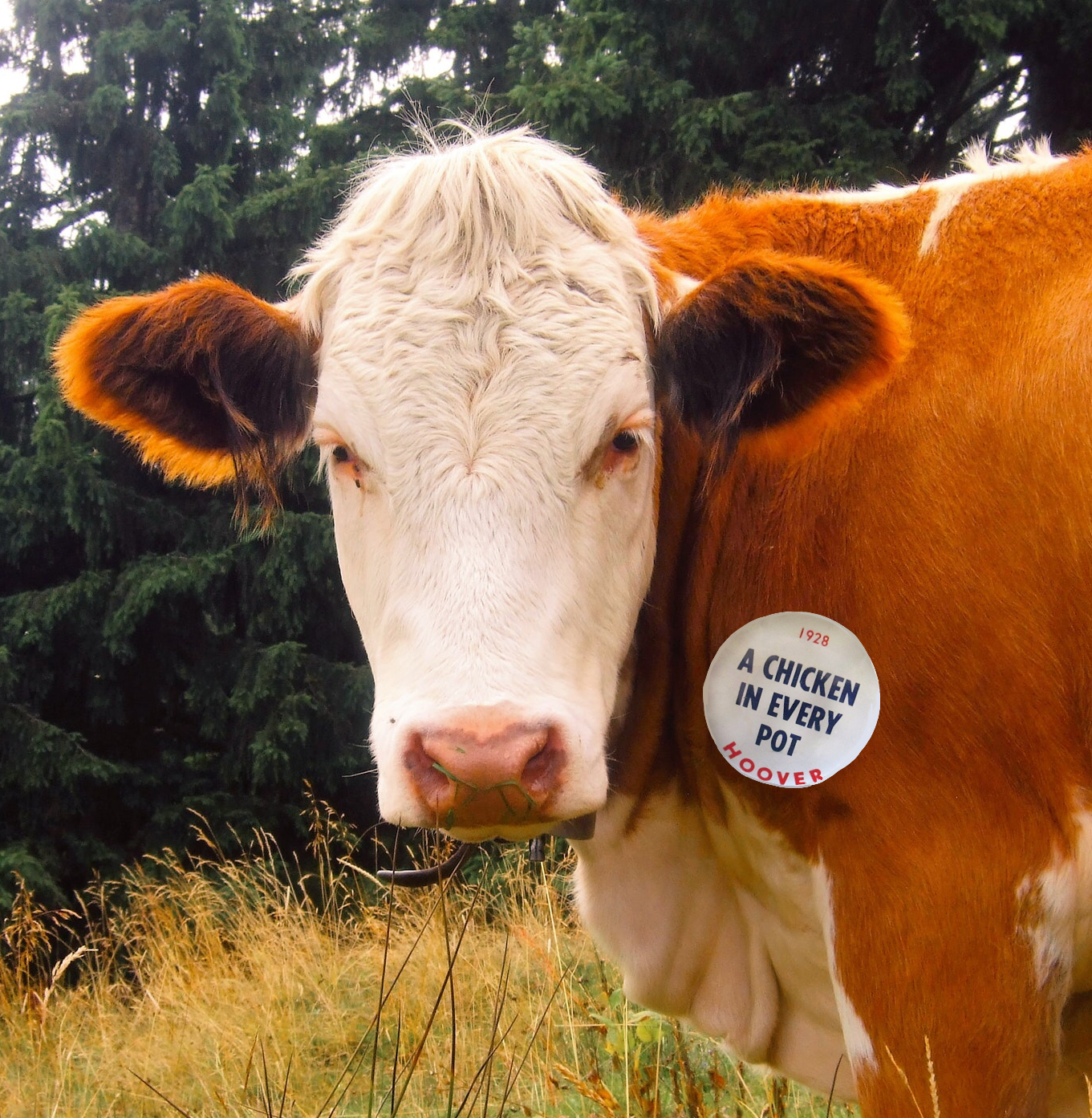 Presidentress: Herbert Hoover's Mystery Cow