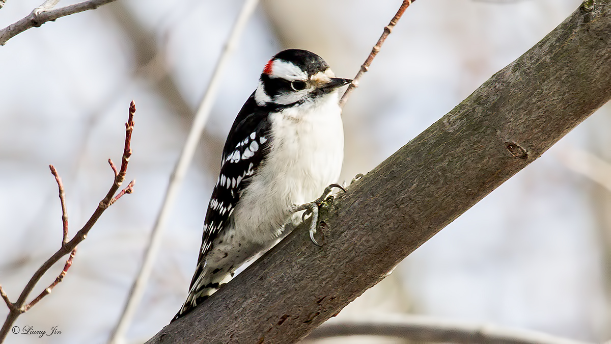 See What I See: Birds in January
