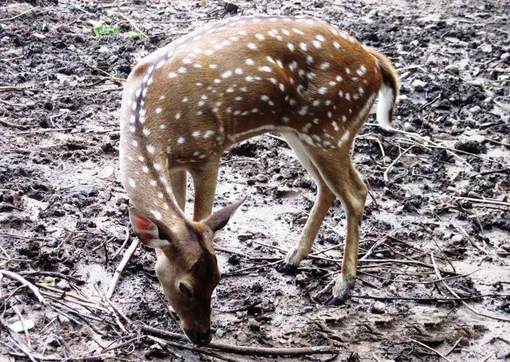 Manoj Sahu's Expedition, Trekking, Photographs, Travel Tips, Tourist ...