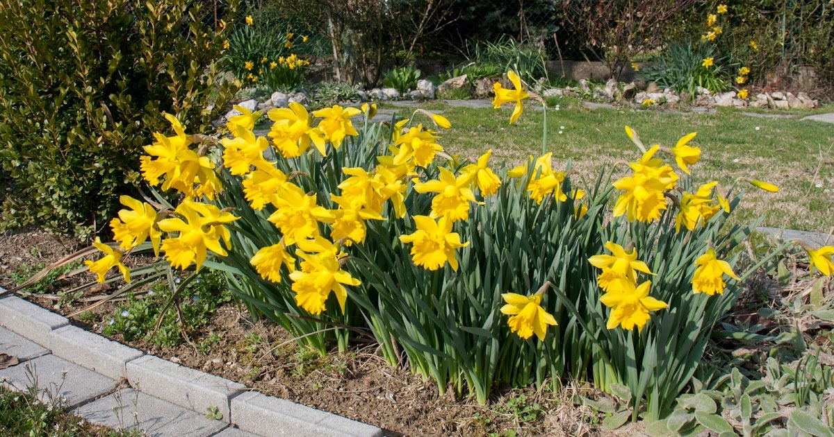 Il piccolo giardino di L.: Narcisi precoci