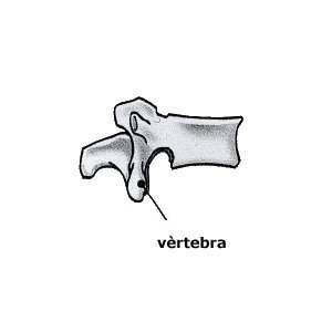 Els éssers vius...un món per descobrir!: Els ossos