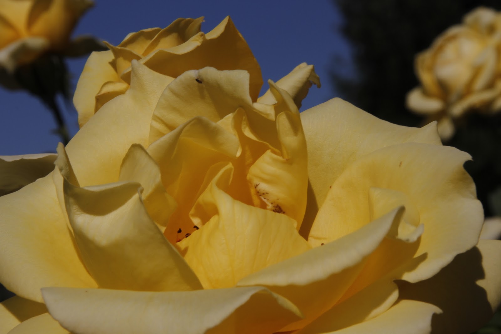 Desert Garden: Yellow Roses~Mellow Yellow Monday~October 17, 2011