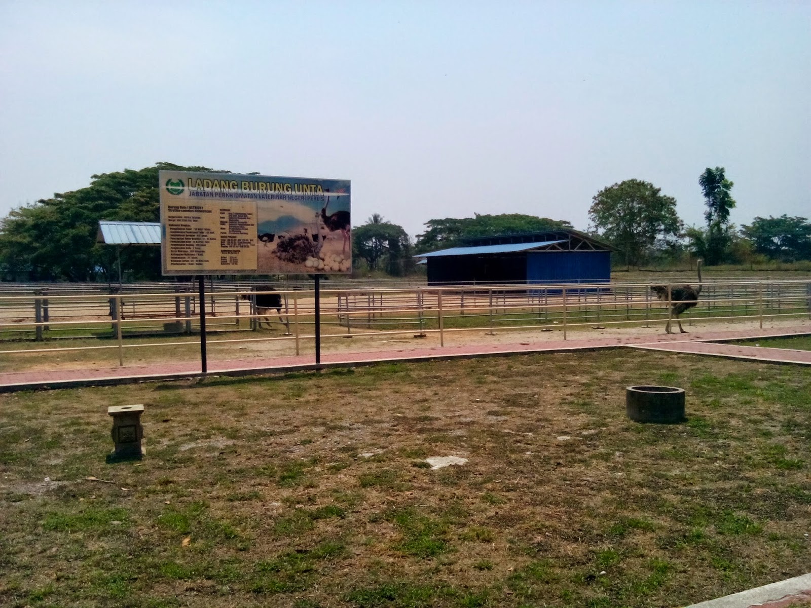 Destinasi Perlis: OSTRICH FARM