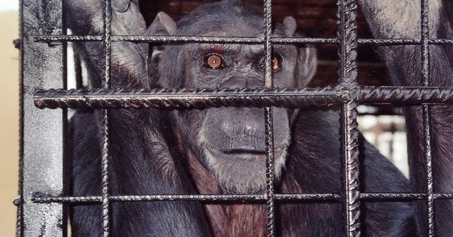 Los Animales y sus Humanos: La realidad del planeta de los simios