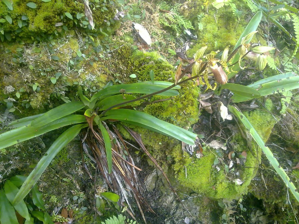 Paphiopedilum supardii orchid plant care and culture | Travaldo's blog