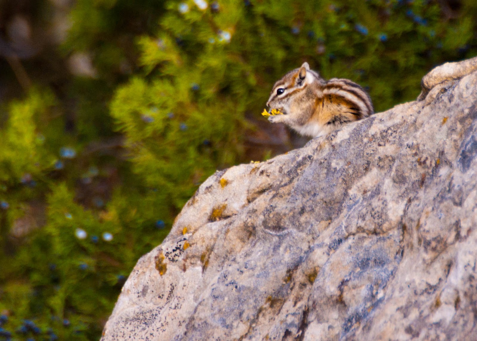 Danny Benzel Nature and Conservation Photography