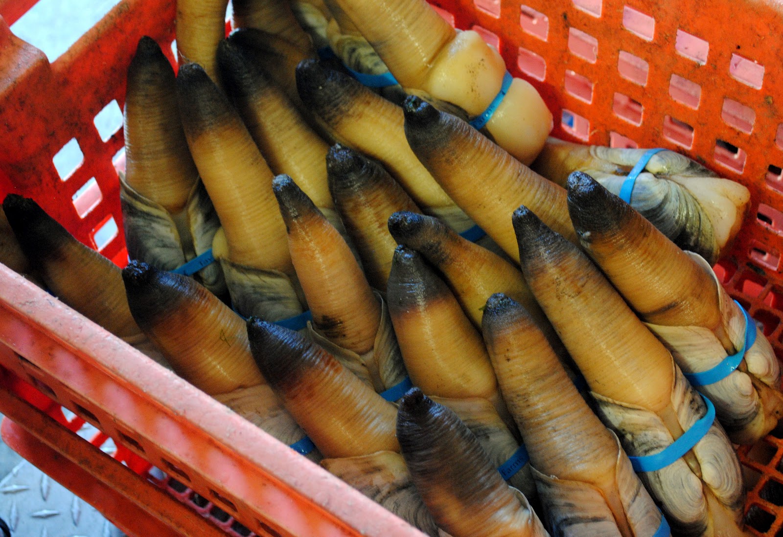 Gundyville On Wheels: What The Heck Is A Geoduck?