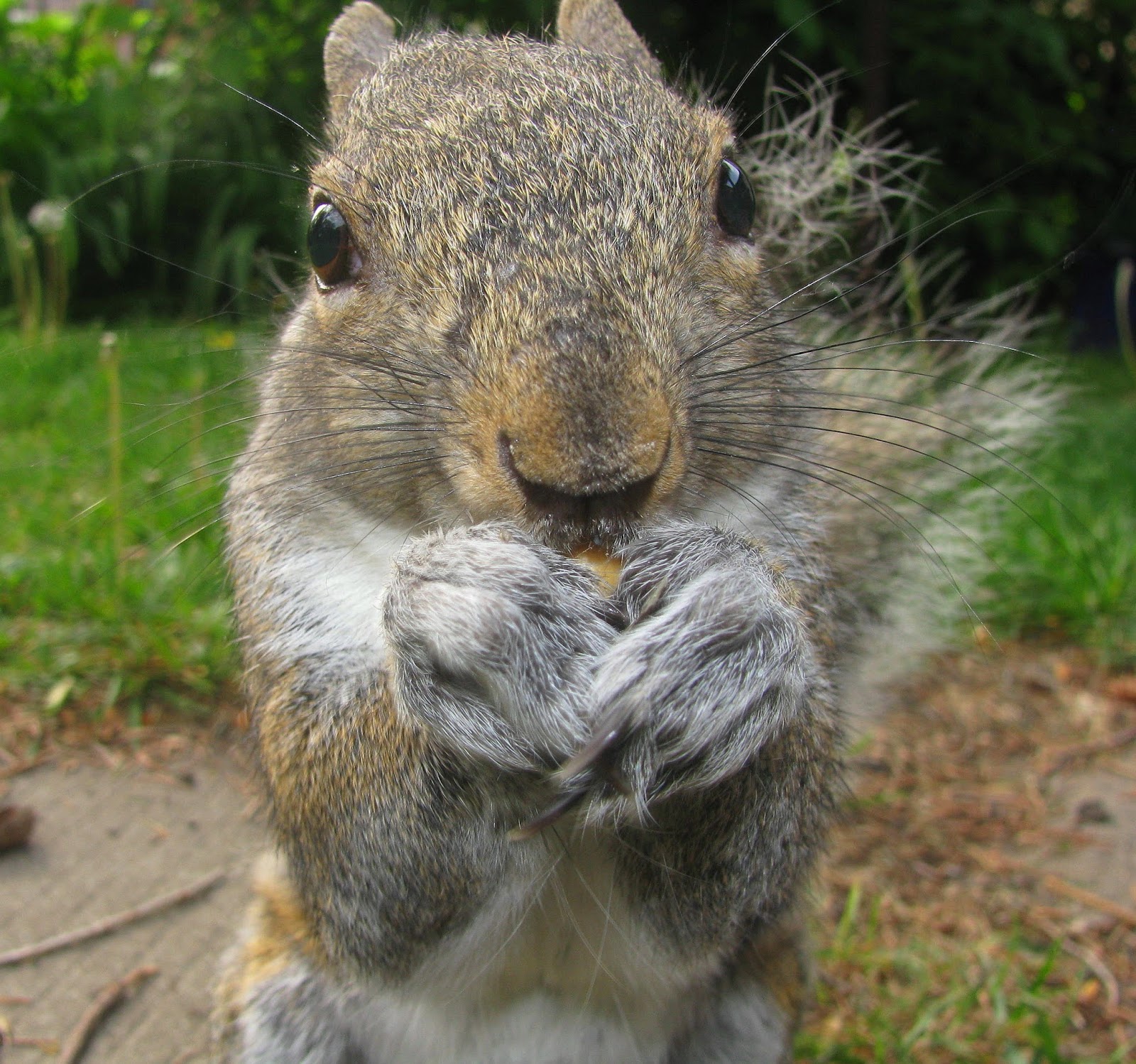 Rob and the Animals: Never a Dull Backyard Moment