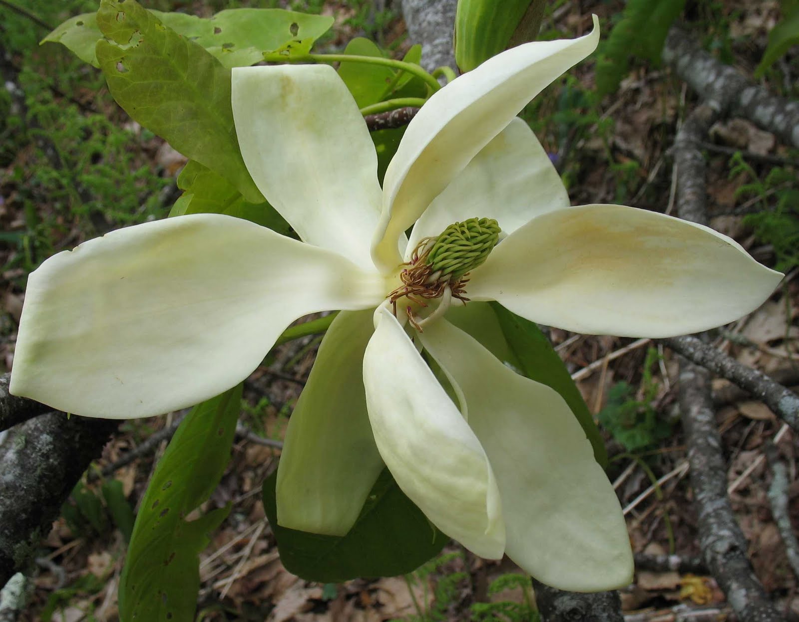 Using Georgia Native Plants: Spring Rewind