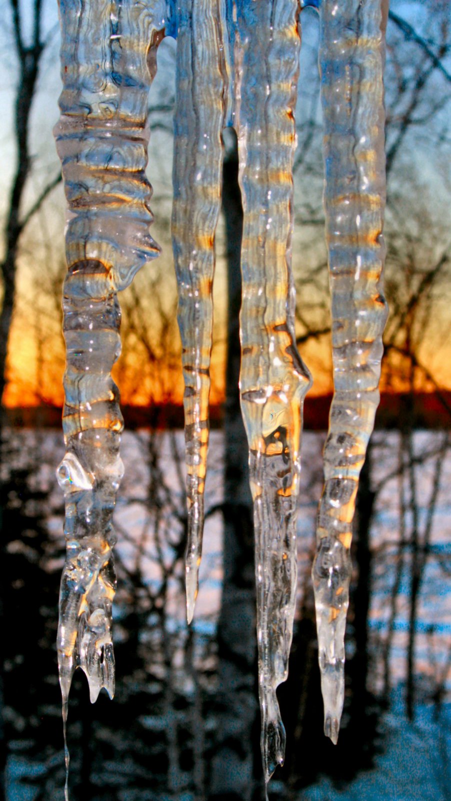 FROZEN FINGERS PHOTOS: Backlit Icicles