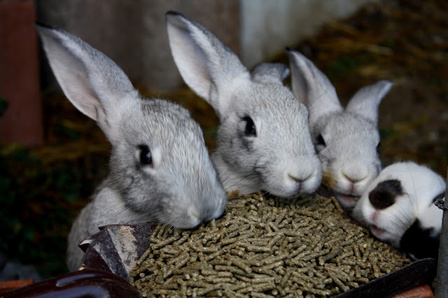 Alimentación del conejo