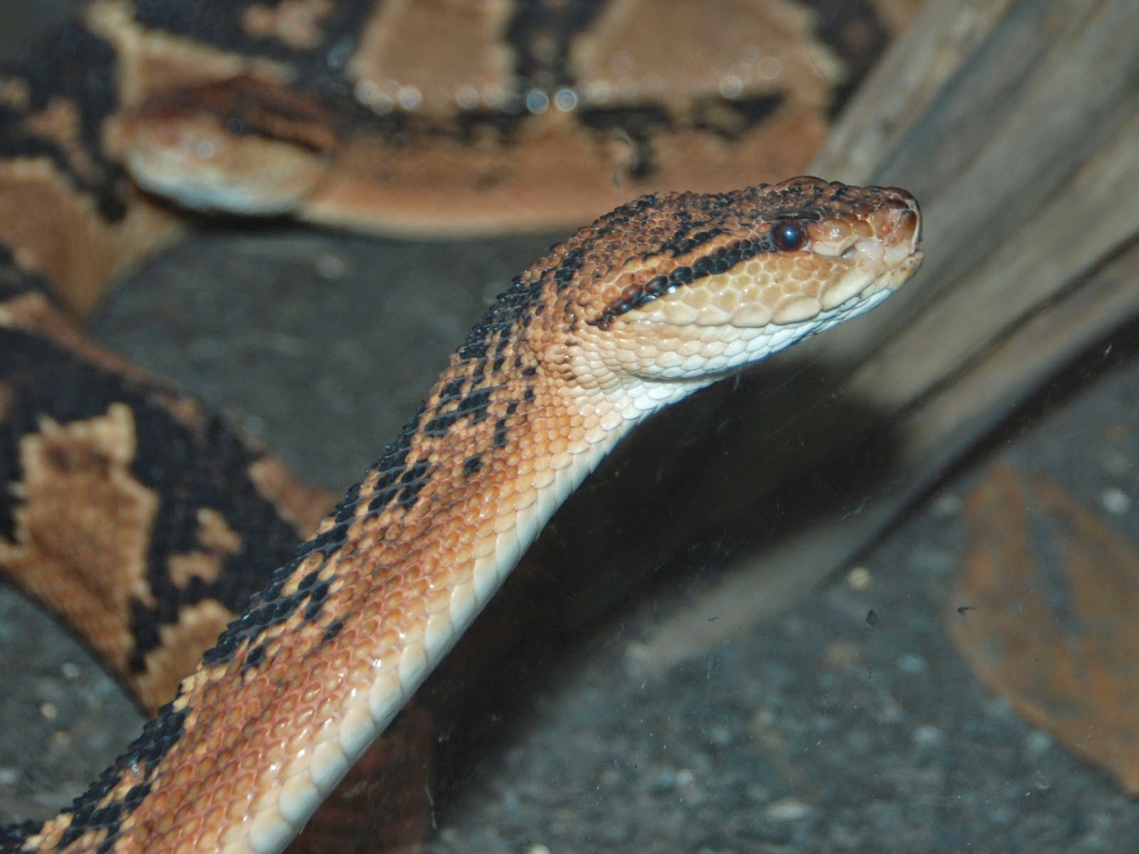 Animals of the world: Lachesis muta