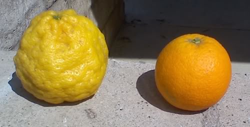 Edible Herbs, Flowers & Other Edibles - Grow Your Own Dinner!: Lumpy ...