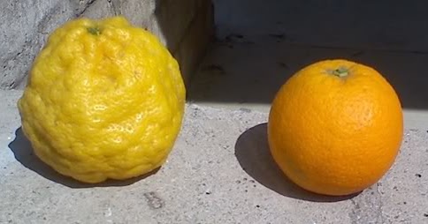 Edible Herbs, Flowers & Other Edibles - Grow Your Own Dinner!: Lumpy ...