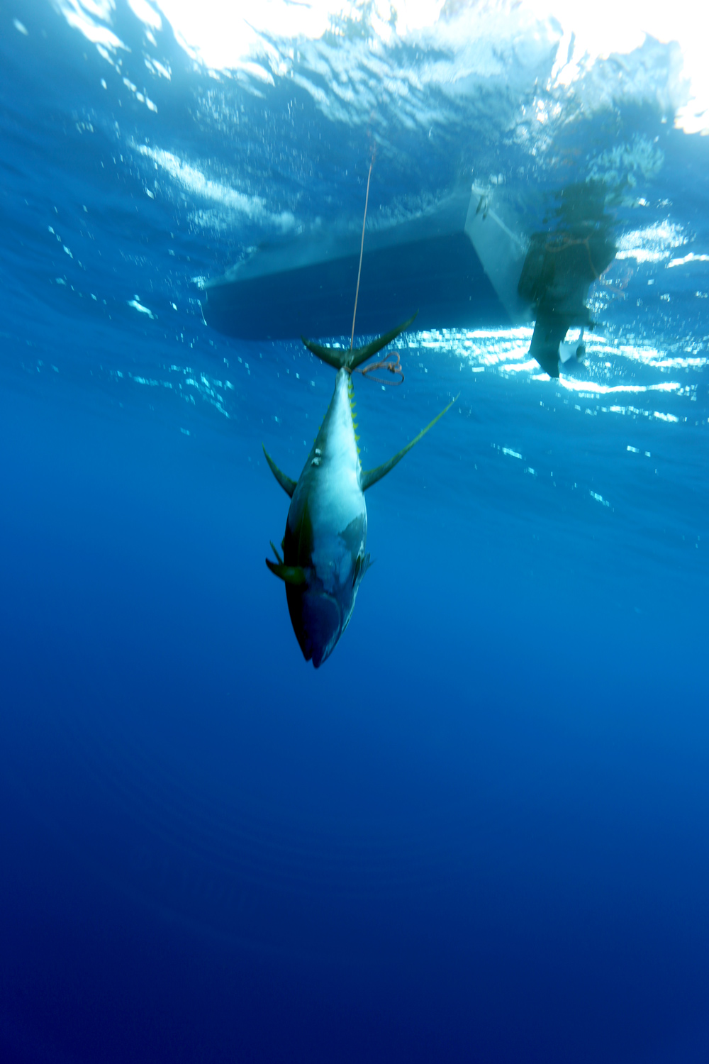 Coatesman Spearguns: Ascension & the Birth of The MAMBA Speargun