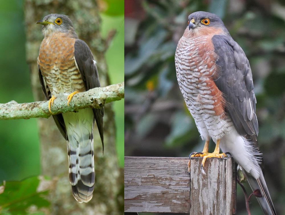 An Educated Guess: The Imitation Game -- Cuckoo Style