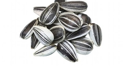 ClarkBunny: ¿Podemos comer pipas?