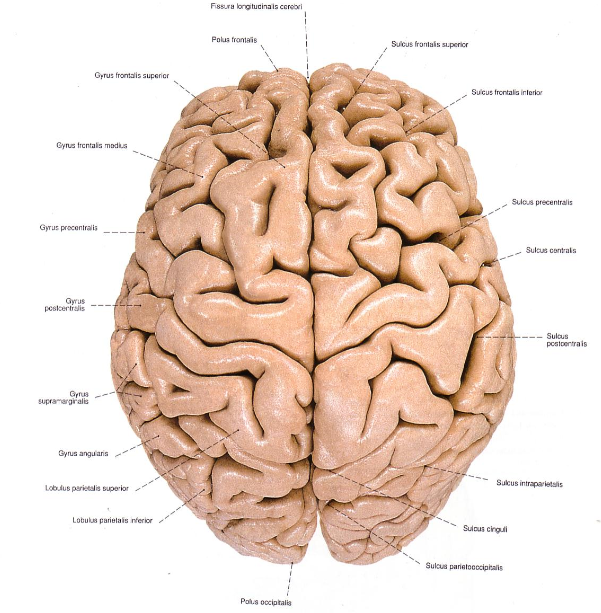 Anatomi Sistem Saraf Saraf Pusat (Part 2) ~ Patomedika