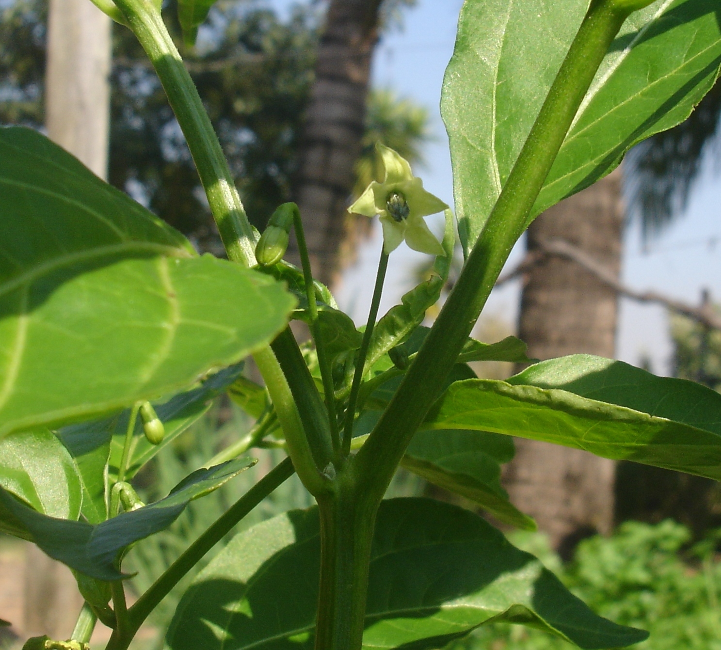 SABOR DE MABOQUE: Jindungo