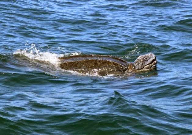 LOCH NESS MONSTER: The Hugh Gray Picture And Turtles