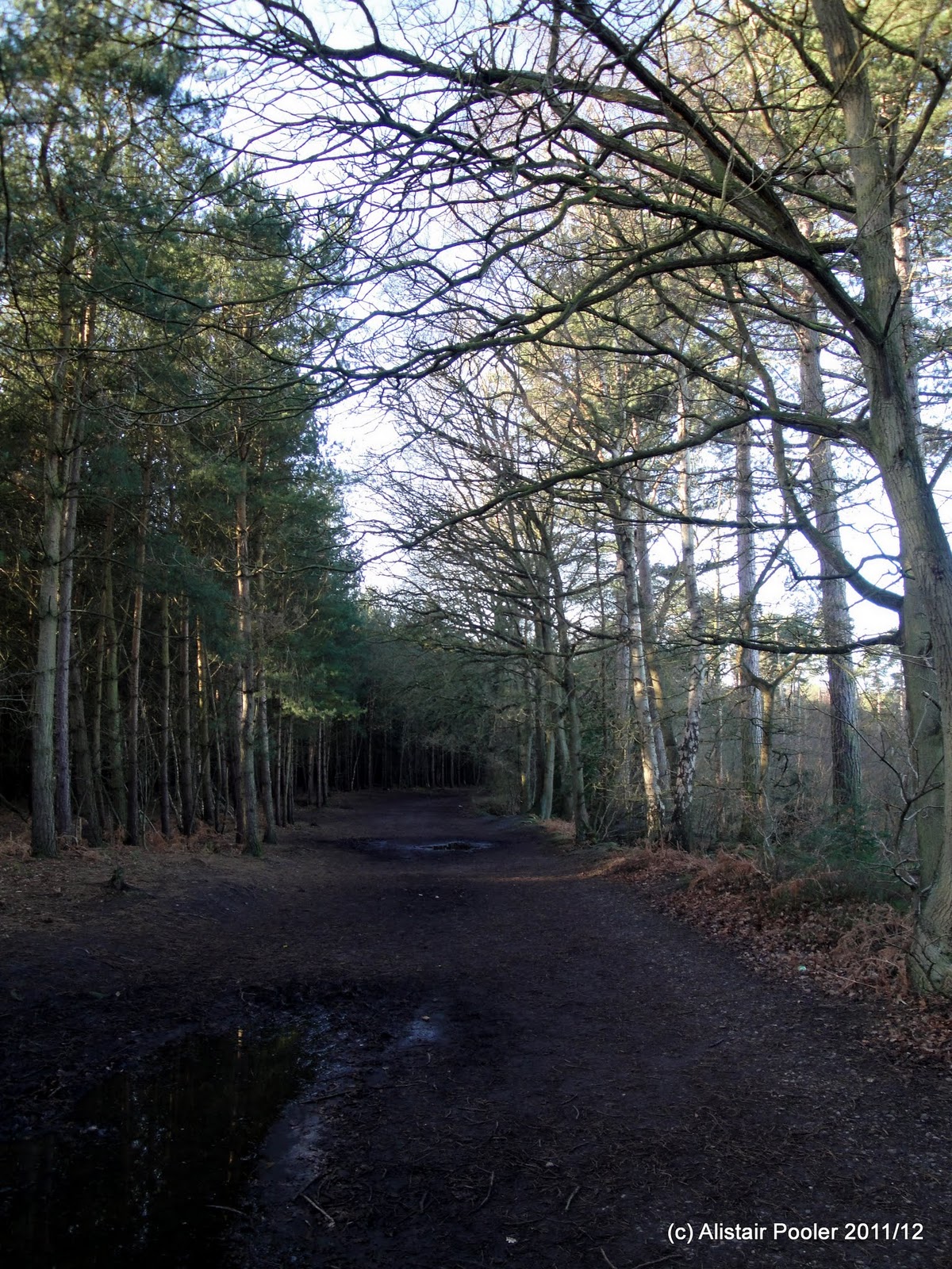 Alistair's Walks: A Circuit of Blakemere Moss