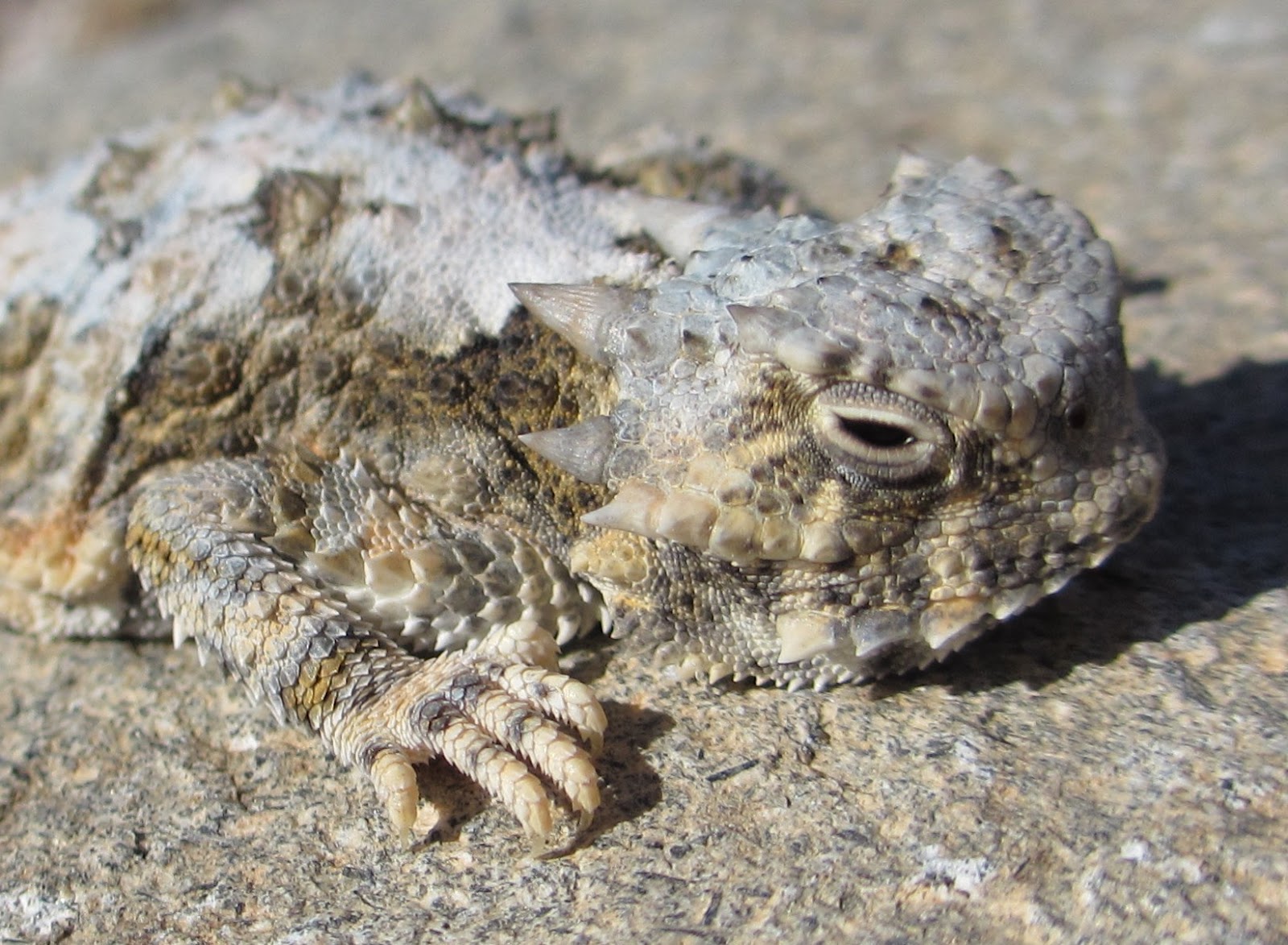 Cannundrums: Southern Desert Horned Lizard