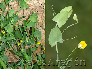 Flora de Aragón: Lathyrus aphaca