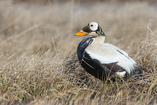 Alaska - 12th June (Day 16) | Focusing on Wildlife