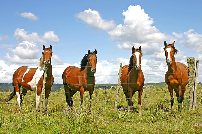 LAS AVENTURAS DEL CAPULÍN: ¿CÓMO LLEGARON LOS CABALLOS A MÉXICO?