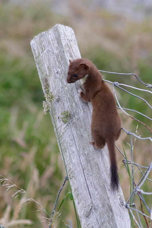 Dermot Breen's Blog: Irish Stoat Part 1
