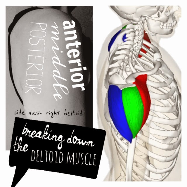 The Hip Joint: The Deltoid Muscle