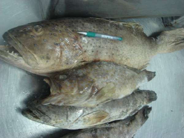 Ikan Kurapu - Grouper fish - Fish Information (INDONESIA)