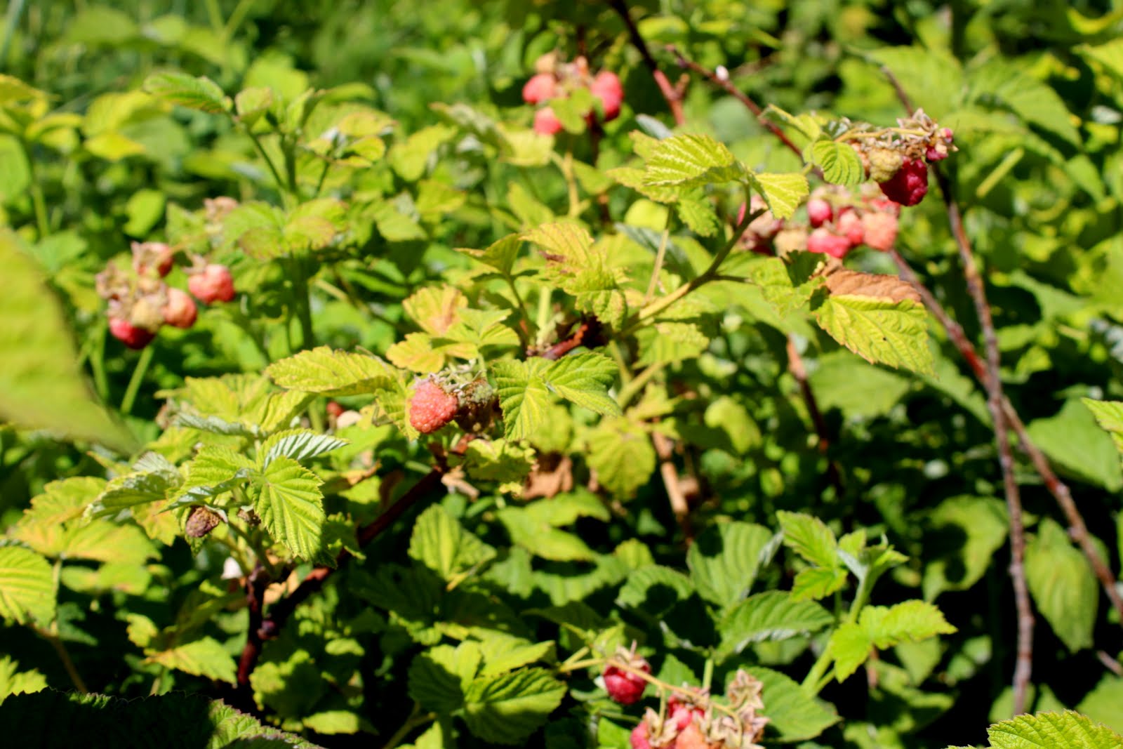 Here and There: Raspberry...(They tell me its RAZZ-berry) Picking