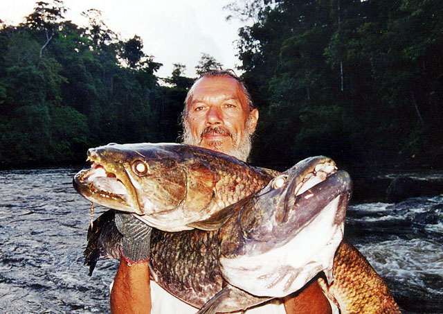 Hoplias Aimara ( Ikan Serigala ) | FISH WORLDs.com