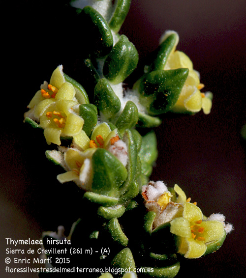 Thymeleaceae: Thymelaea hirsuta - Flores Silvestres del Mediterráneo