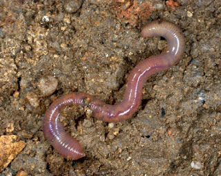 El Mundo Animal: Lombriz
