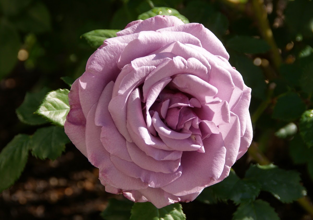 Organic Garden Dreams: March Roses
