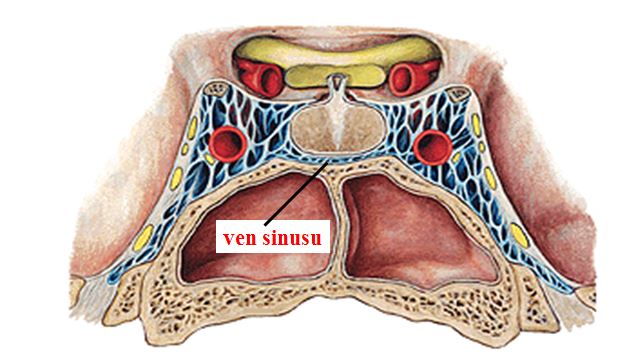Gl. Pituitaria (Hypophysis) - Hipofiz Bezi Anatomisi ~ Anatomi.Web.tr
