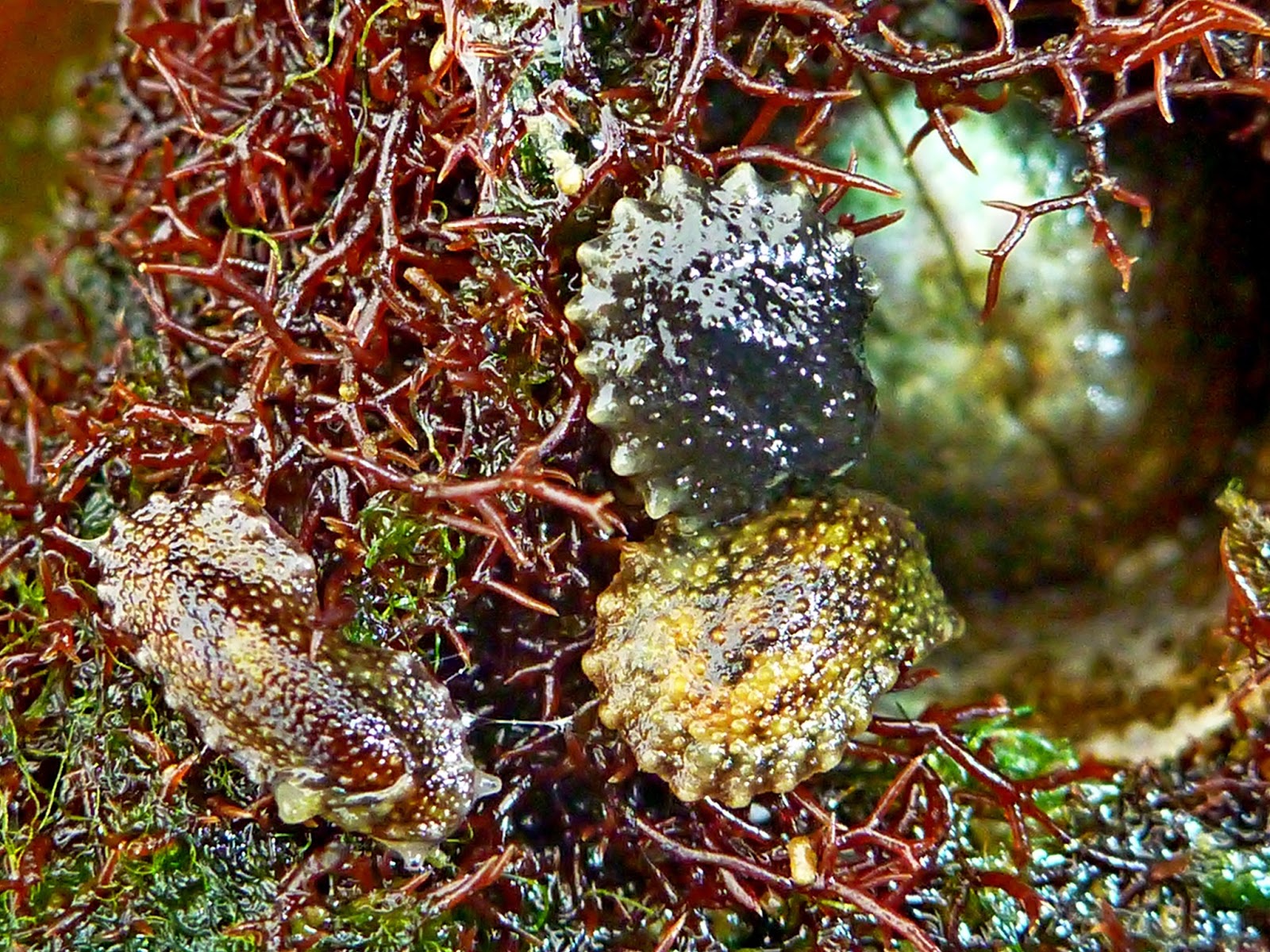 Buzz's Marine Life of Puget Sound: LEATHER LIMPET - RARELY SEEN LITTLE GEM