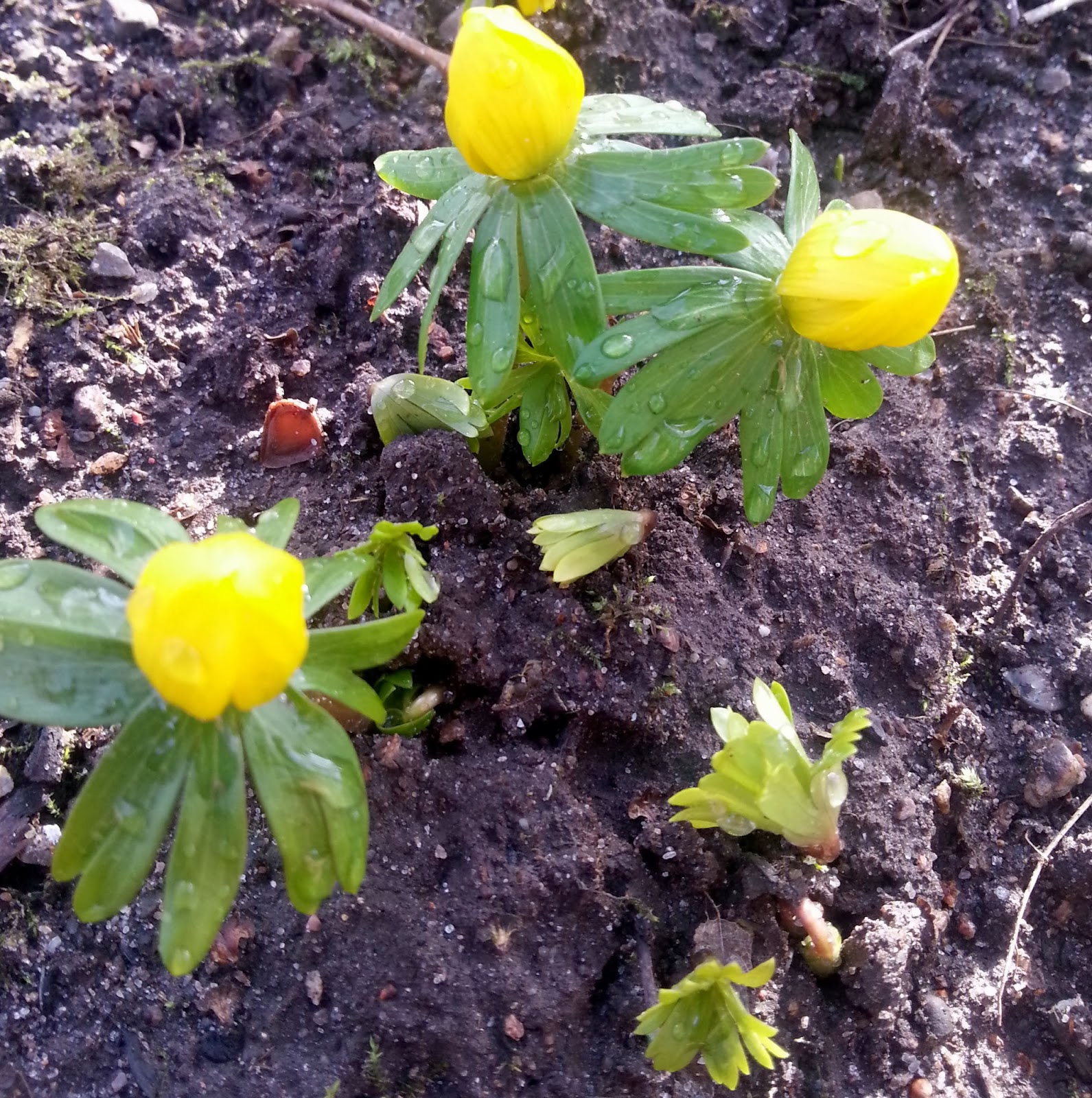 Sussi's Sussinghurst: Erantis varianter... eller ....