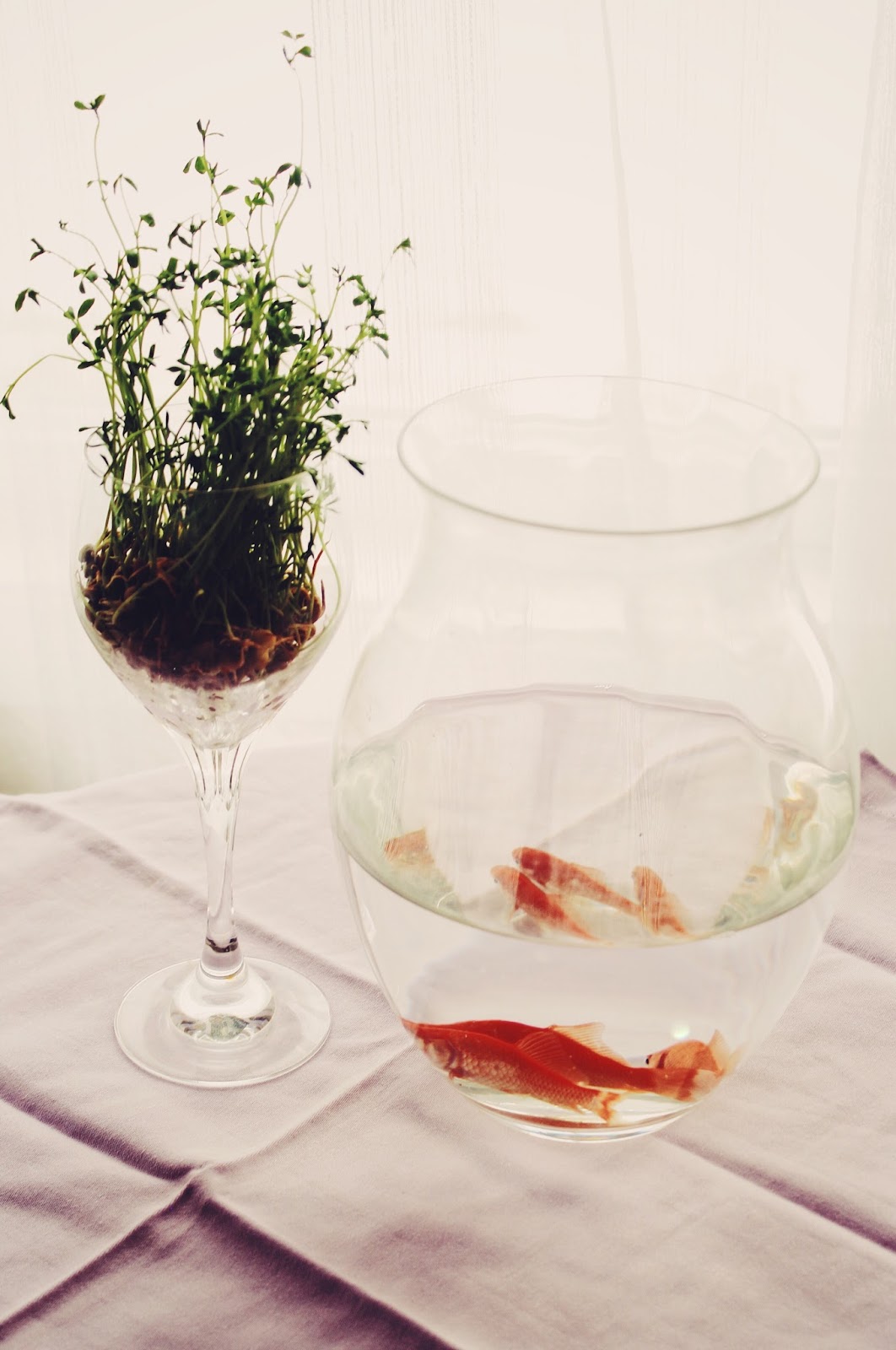 Turmeric & Saffron: Celebration and Traditions of Nowruz - The Seven S ...