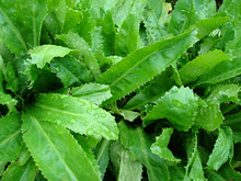 AgroNegocios: El Culantro Coyote,Cilantro Ancho (Eryngium Foetidum): El ...